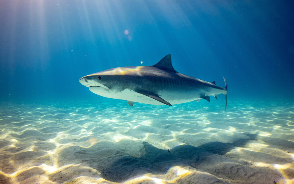 What Is Divergent Evolution Evolvopedia